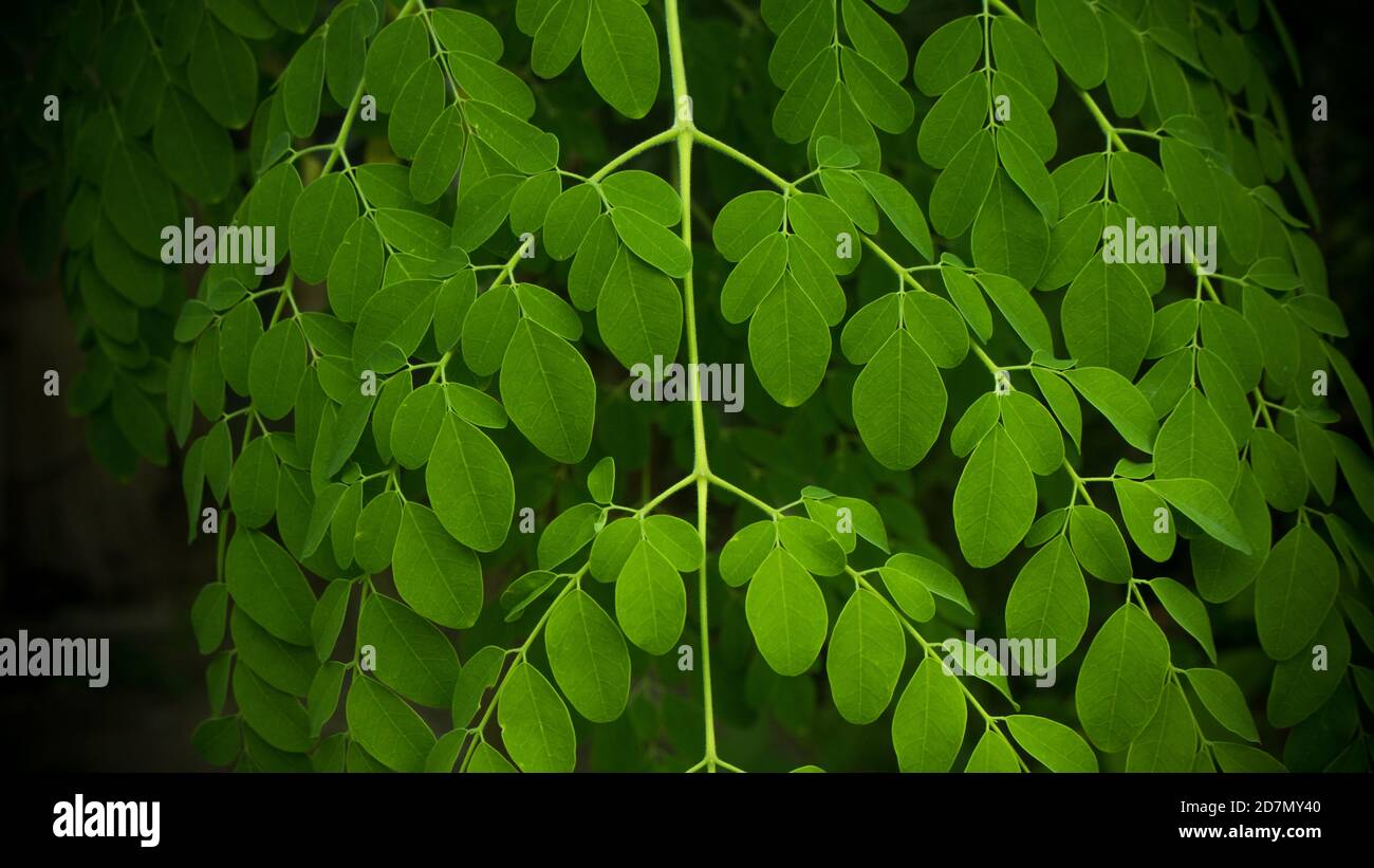 Fresh Green Moringa leaves Medicinal Plant (Moringa oleifera Lamk ...