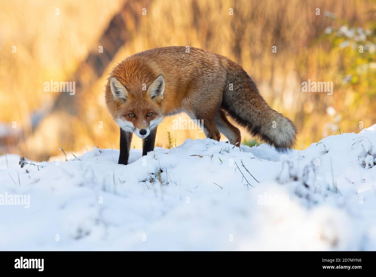 Crouching fox hi-res stock photography and images - Alamy