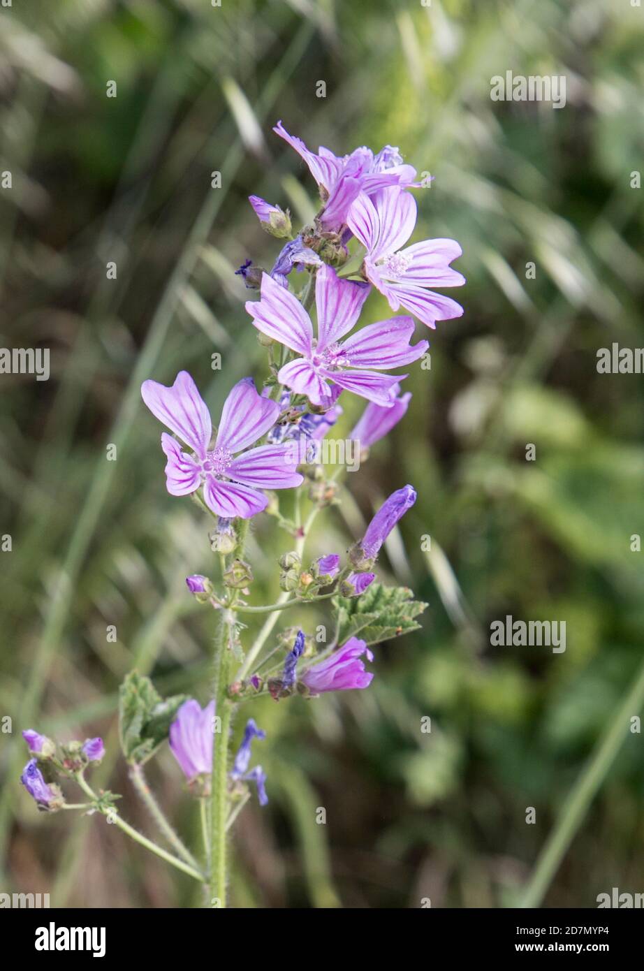 Purple mallow flowers blooming in the field on a summer day with a ...