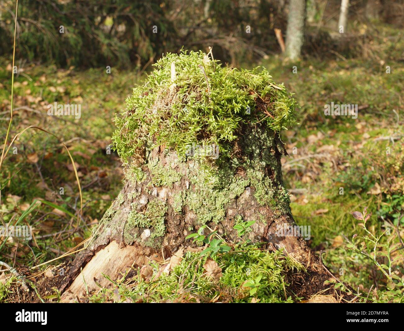Tree stump overgrown with moss hi-res stock photography and images - Alamy