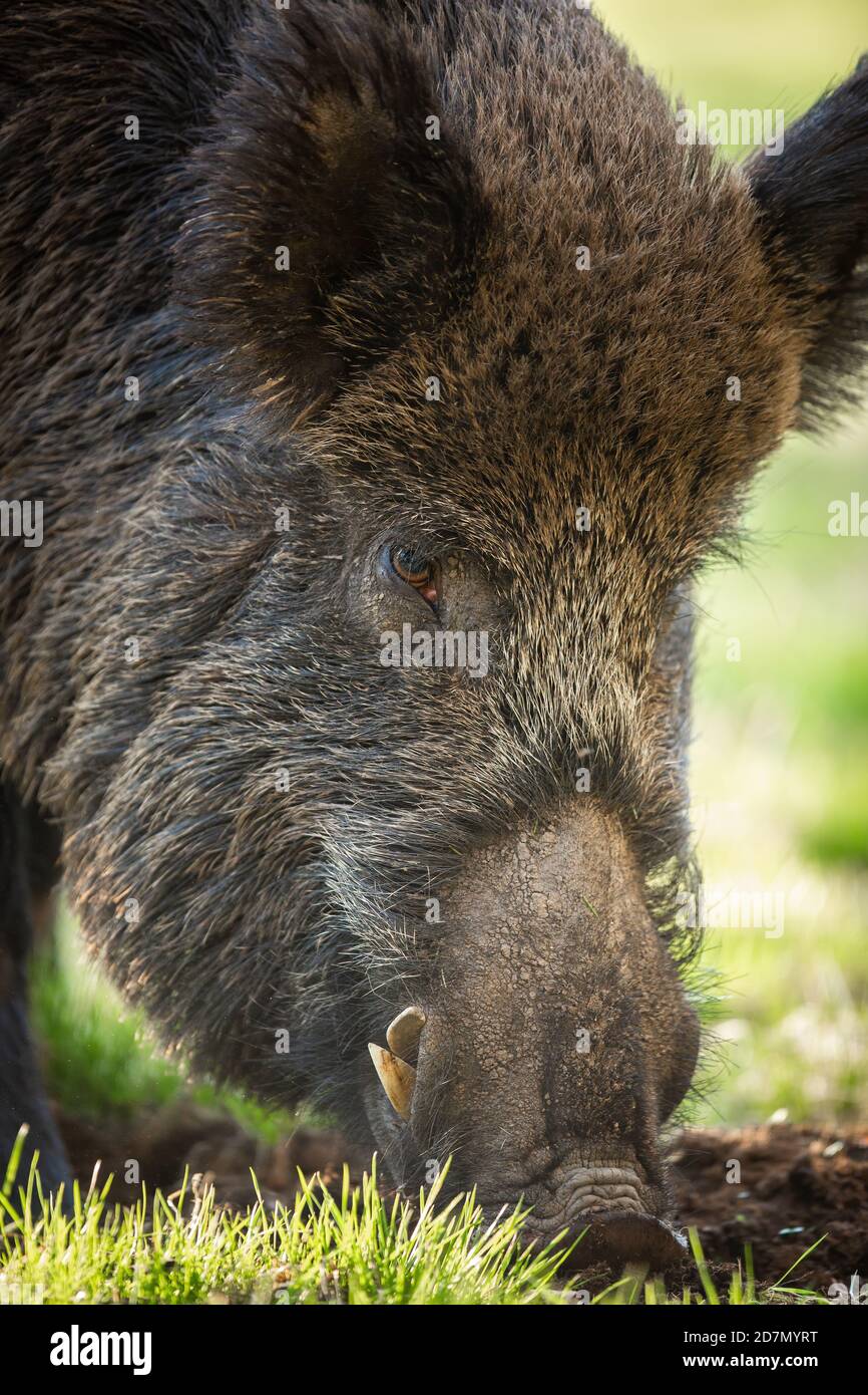 Wild boar feeding on meadow in summer nature in detail Stock Photo - Alamy