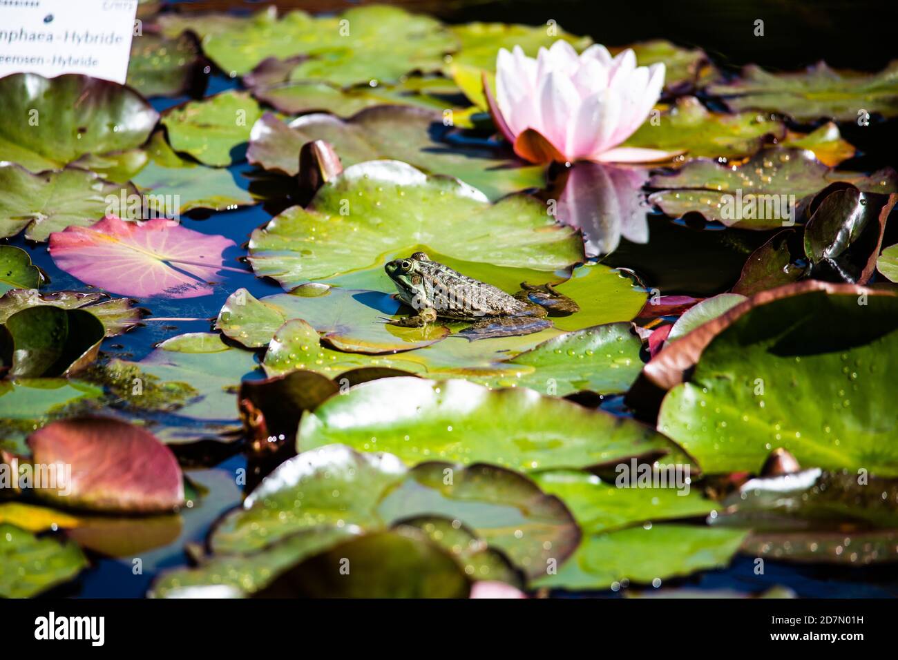 Frog in the garden pond, spawning season Stock Photo - Alamy