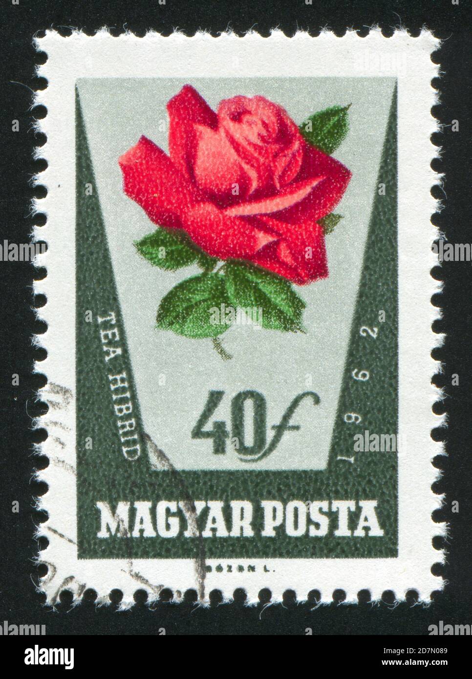 HUNGARY - CIRCA 1959: stamp printed by Hungary, shows flower rose ...