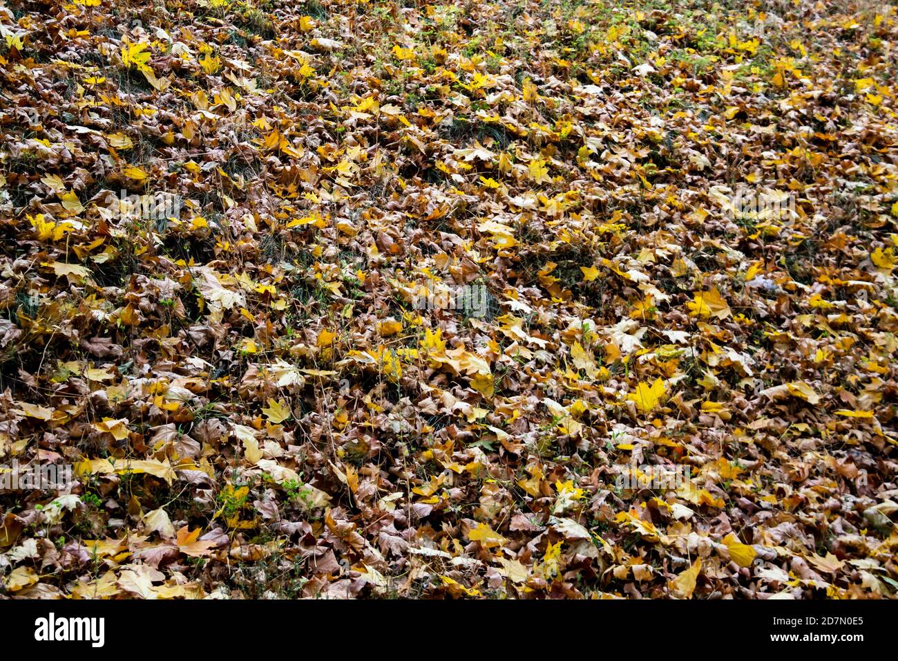 Autumn leaf fall in october. Fallen leaves in the park Stock Photo - Alamy