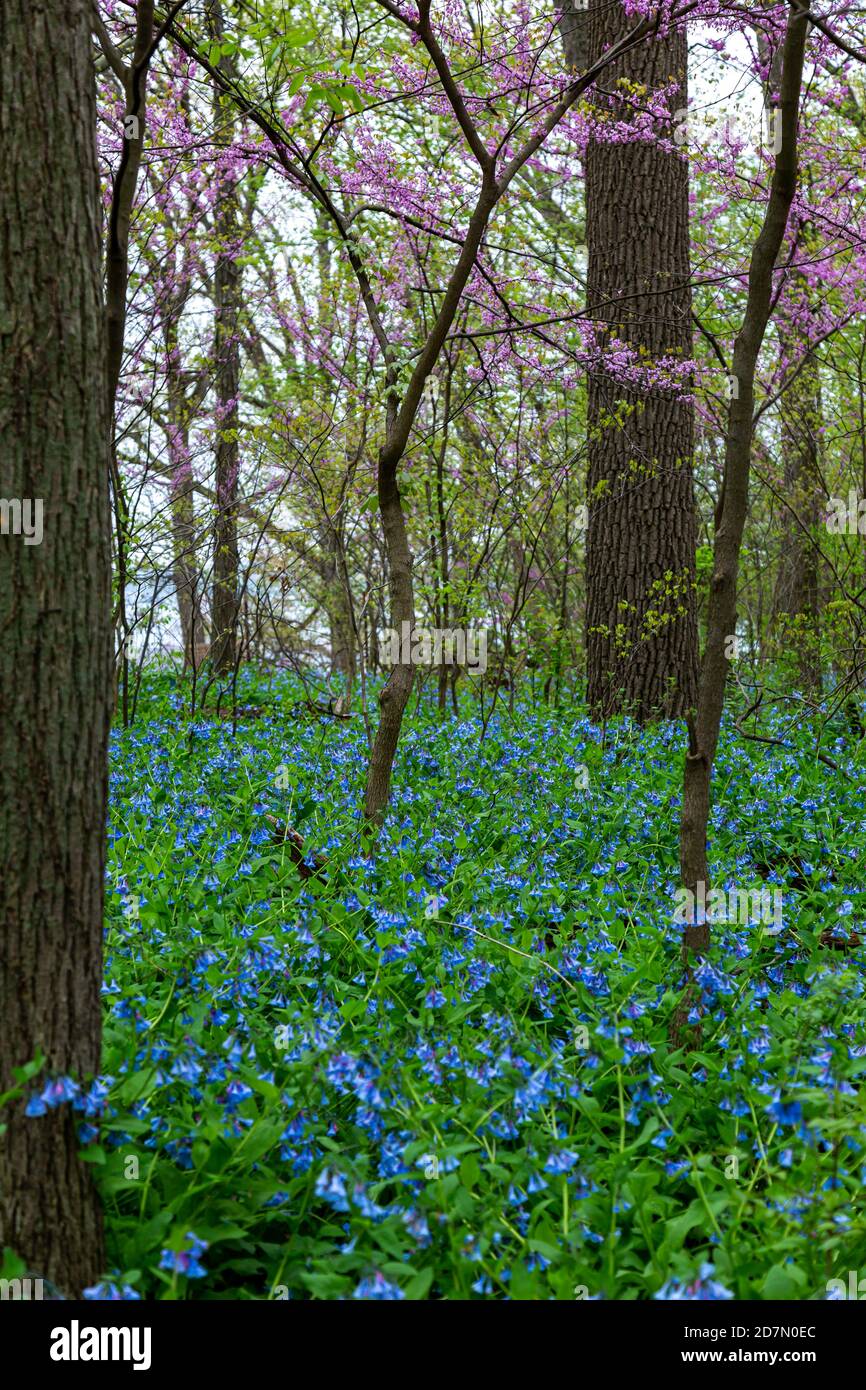 Common bluebells grow under the redbud trees in Pokagon State Park near ...