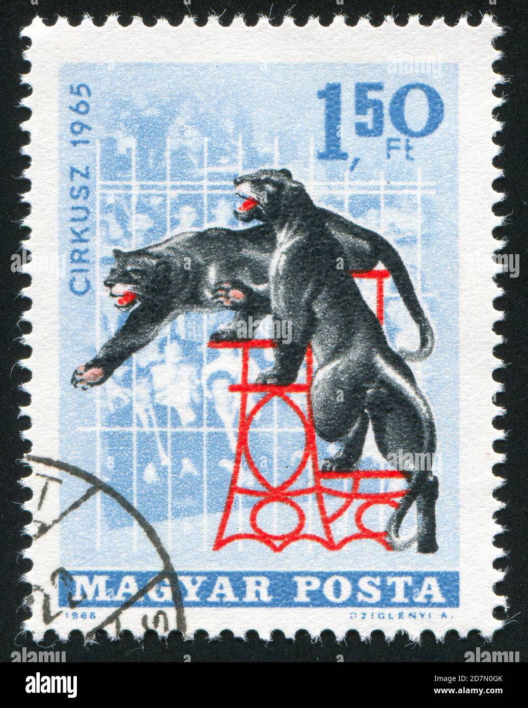 Leopard in circus hi-res stock photography and images - Alamy