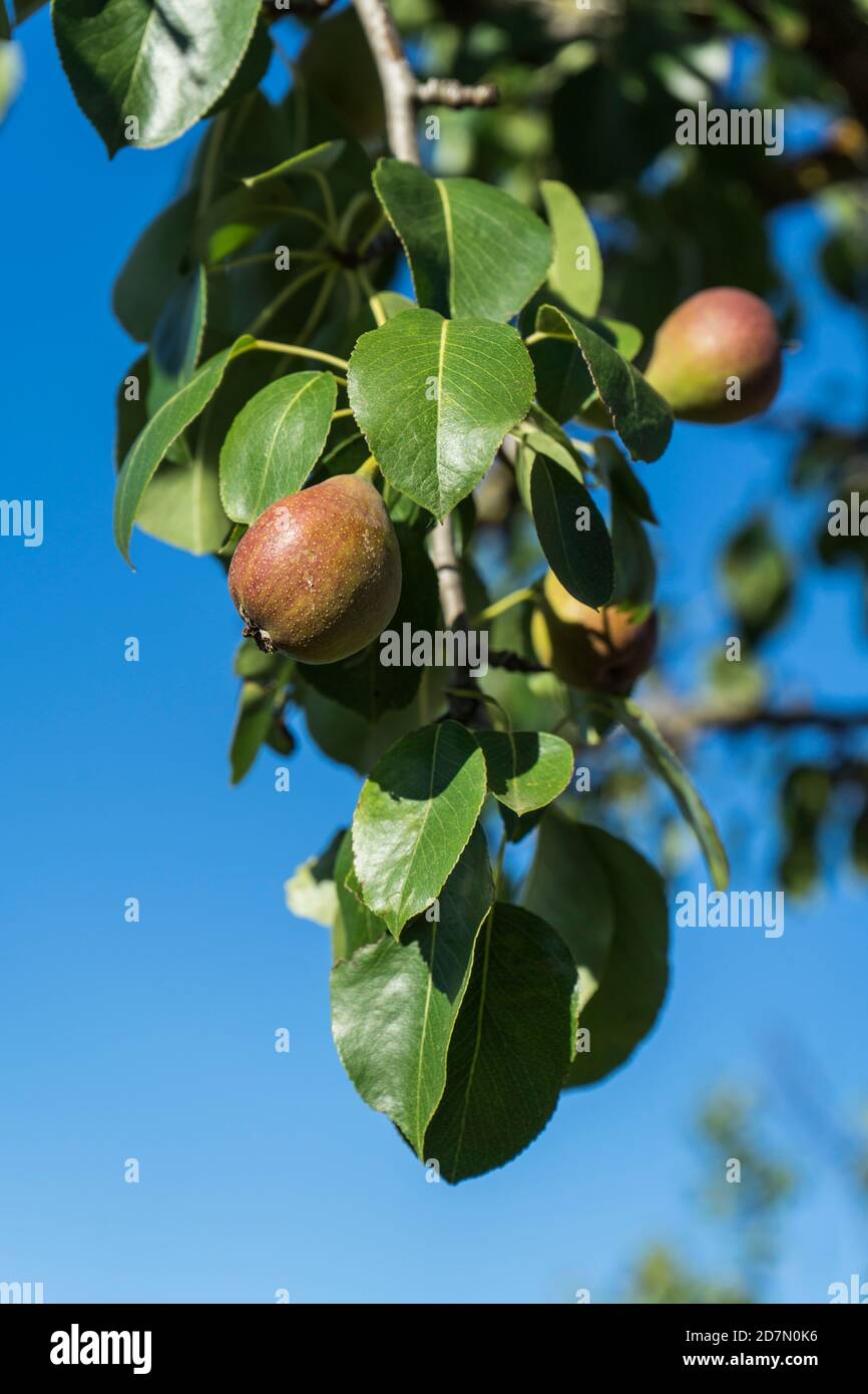 Hanging pears tree hi-res stock photography and images - Alamy