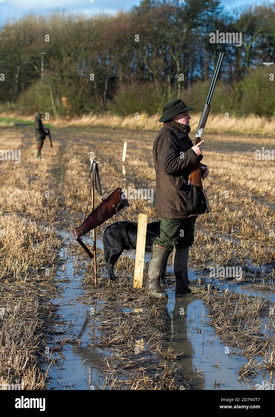 Shooting pheasants on a a wet day at a driven game shoot in Lancashire ...