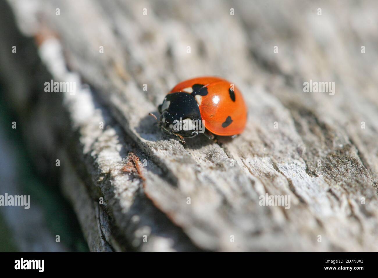 LADYBUG on at tree trunk Stock Photo - Alamy