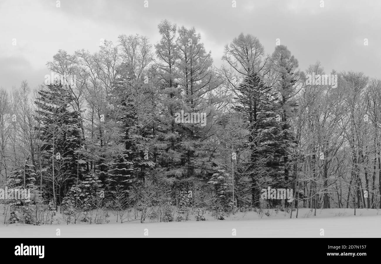 Early morning frost and snow covers trees in a small wood Stock Photo ...