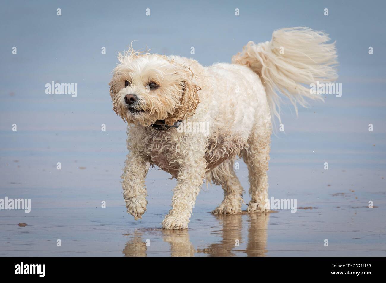 Cavachon hi-res stock photography and images - Alamy
