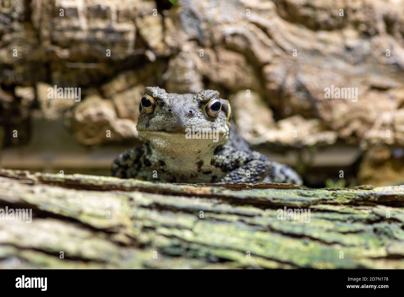 Portrait of a common frog (rana temporaria) looking at the camera Stock ...