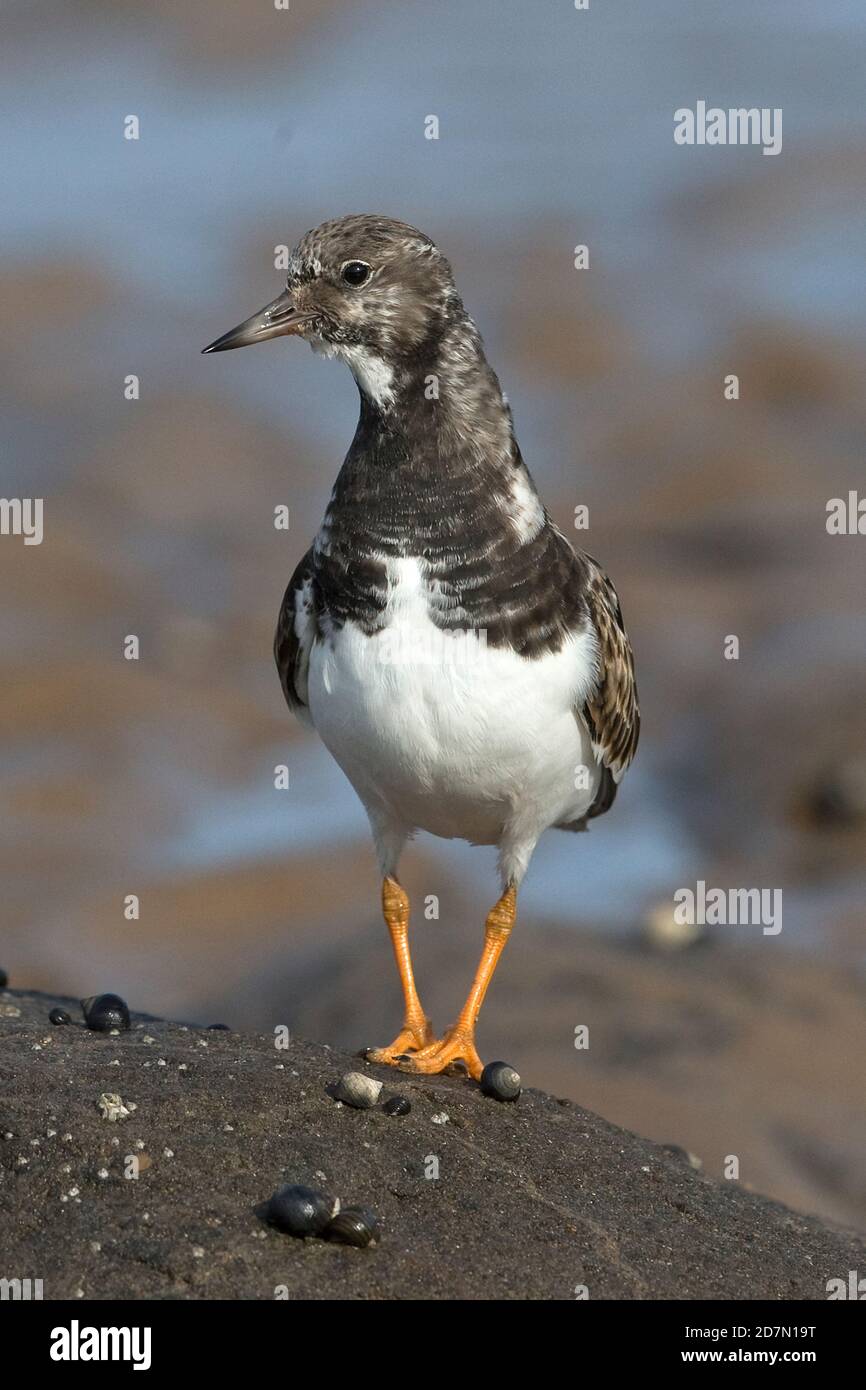 Turnstone turnstones hi-res stock photography and images - Alamy