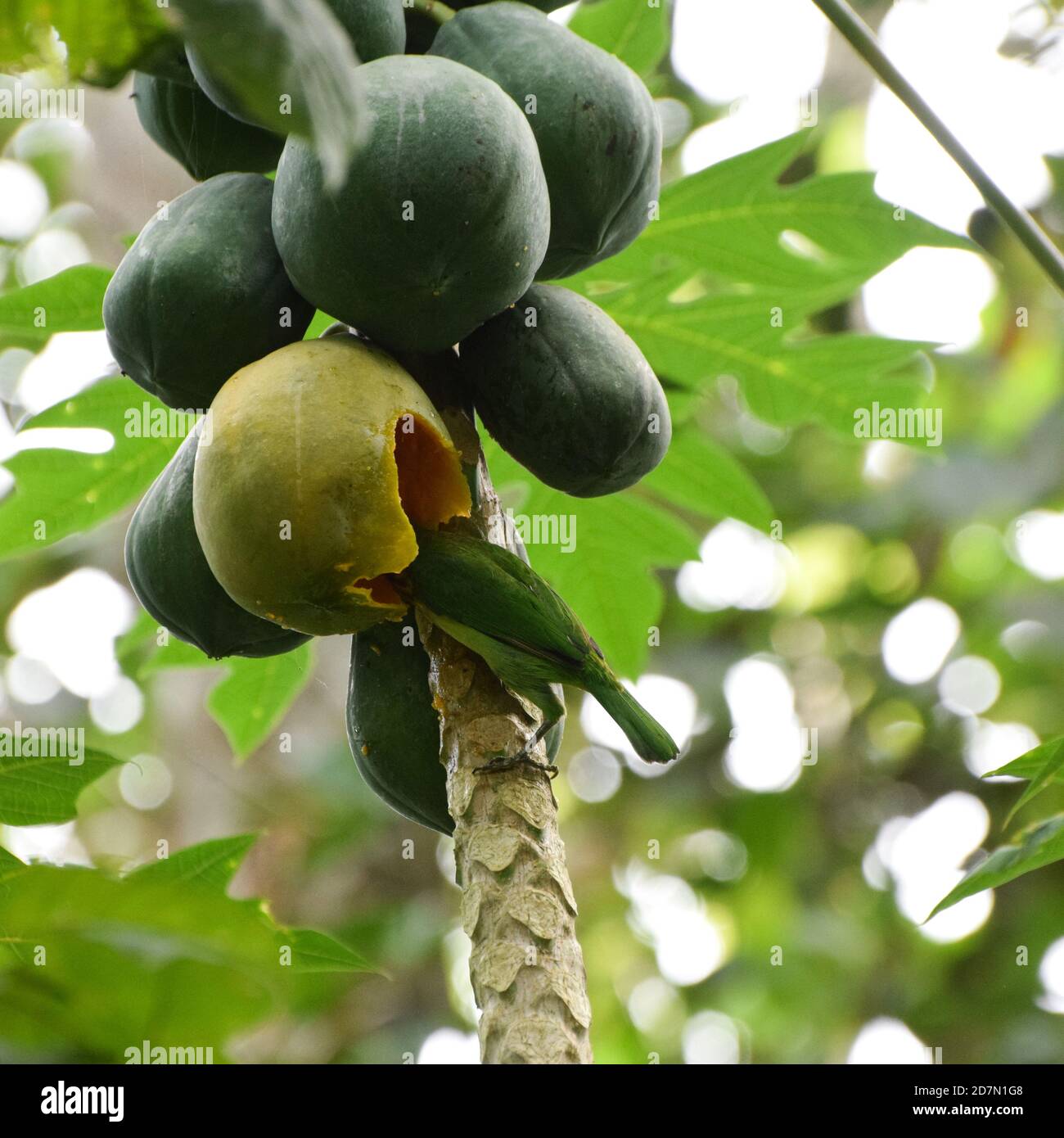 Fruit eating birds hi-res stock photography and images - Alamy