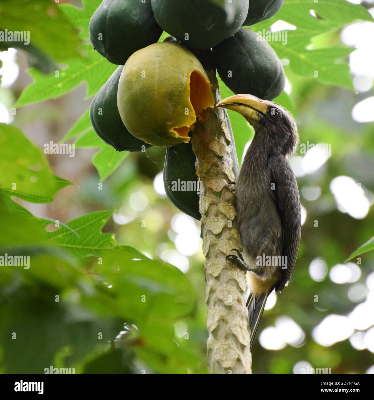 Hornbills of kerala hi-res stock photography and images - Alamy