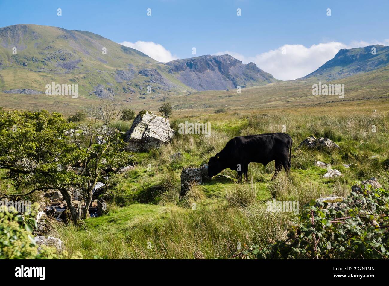 Free range Welsh Black bull grazing in Snowdonia National Park ...