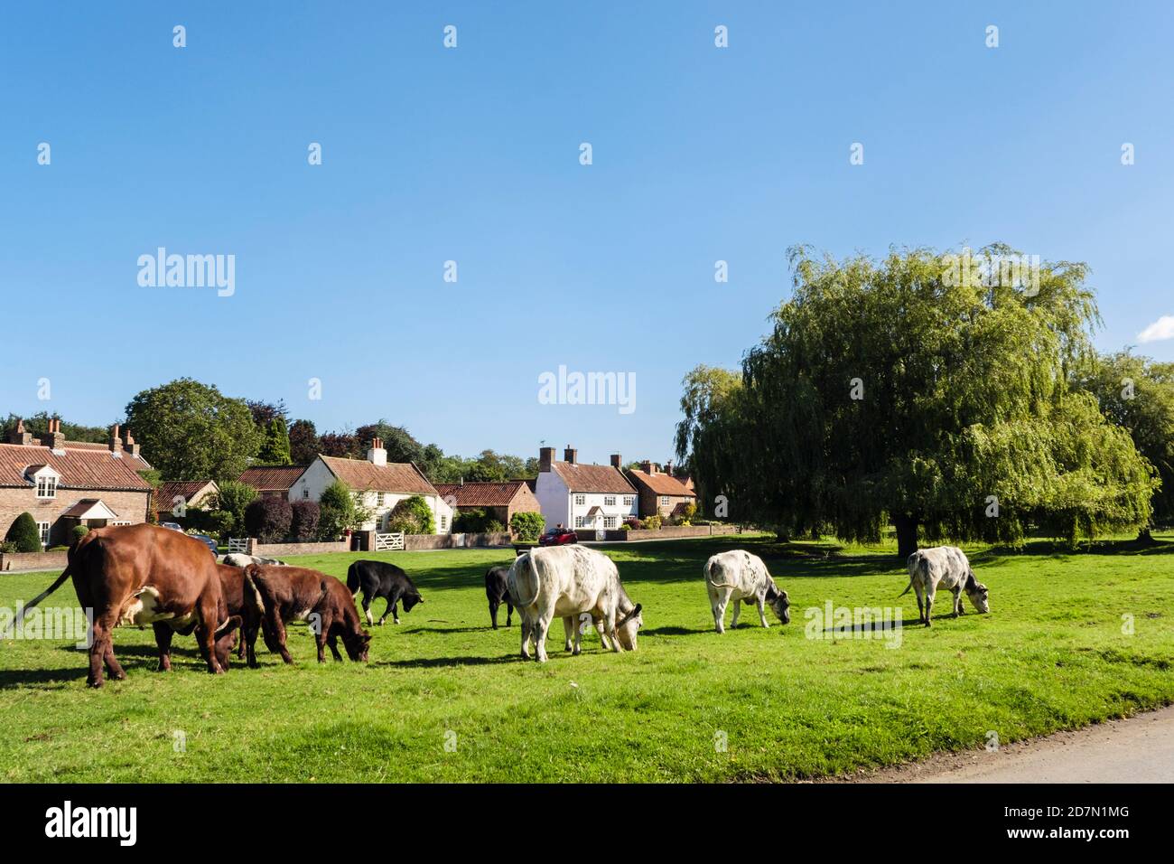 Free range cattle grazing on common land on a village green. Nun ...