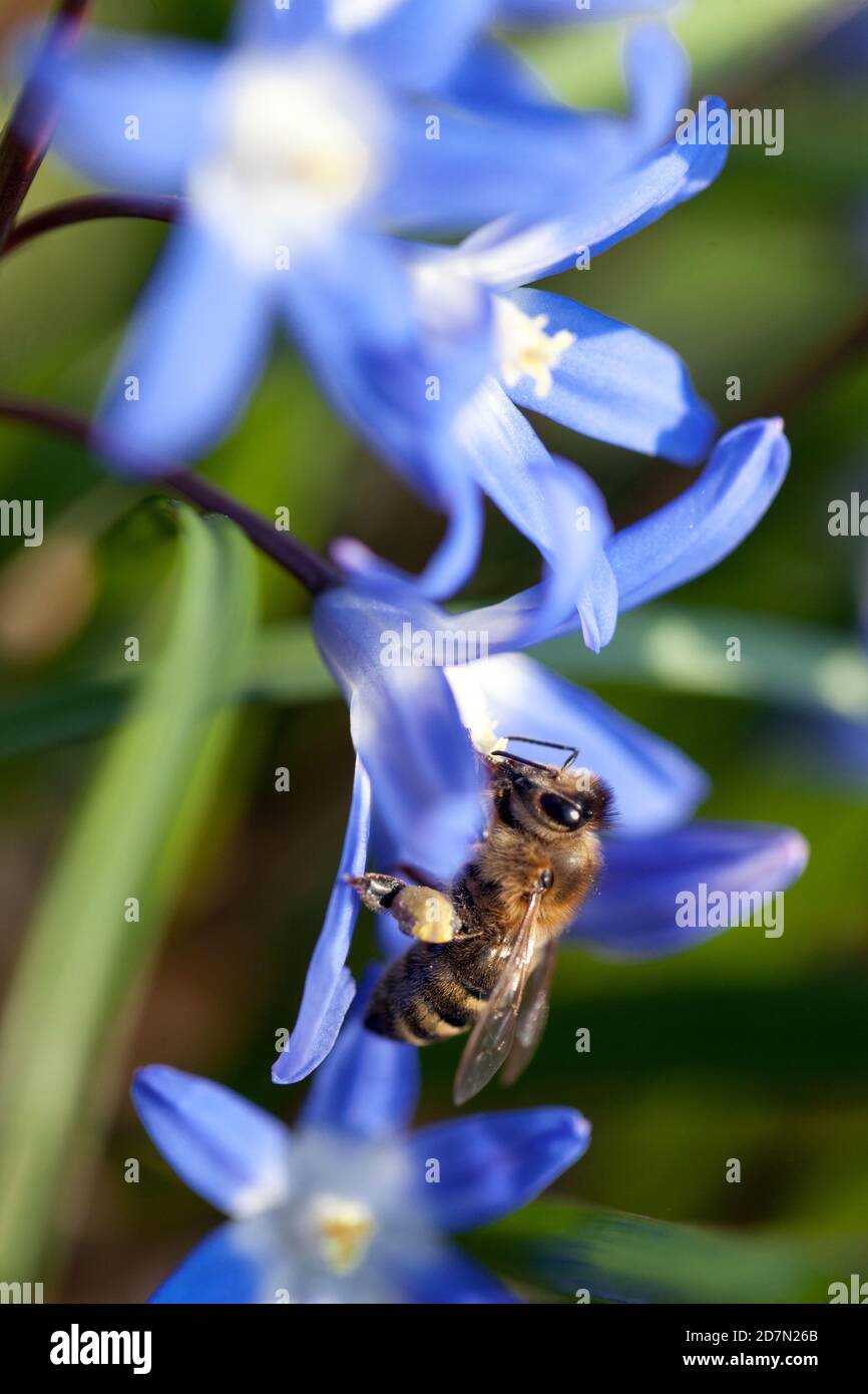 Honey bee on flower hi-res stock photography and images - Alamy