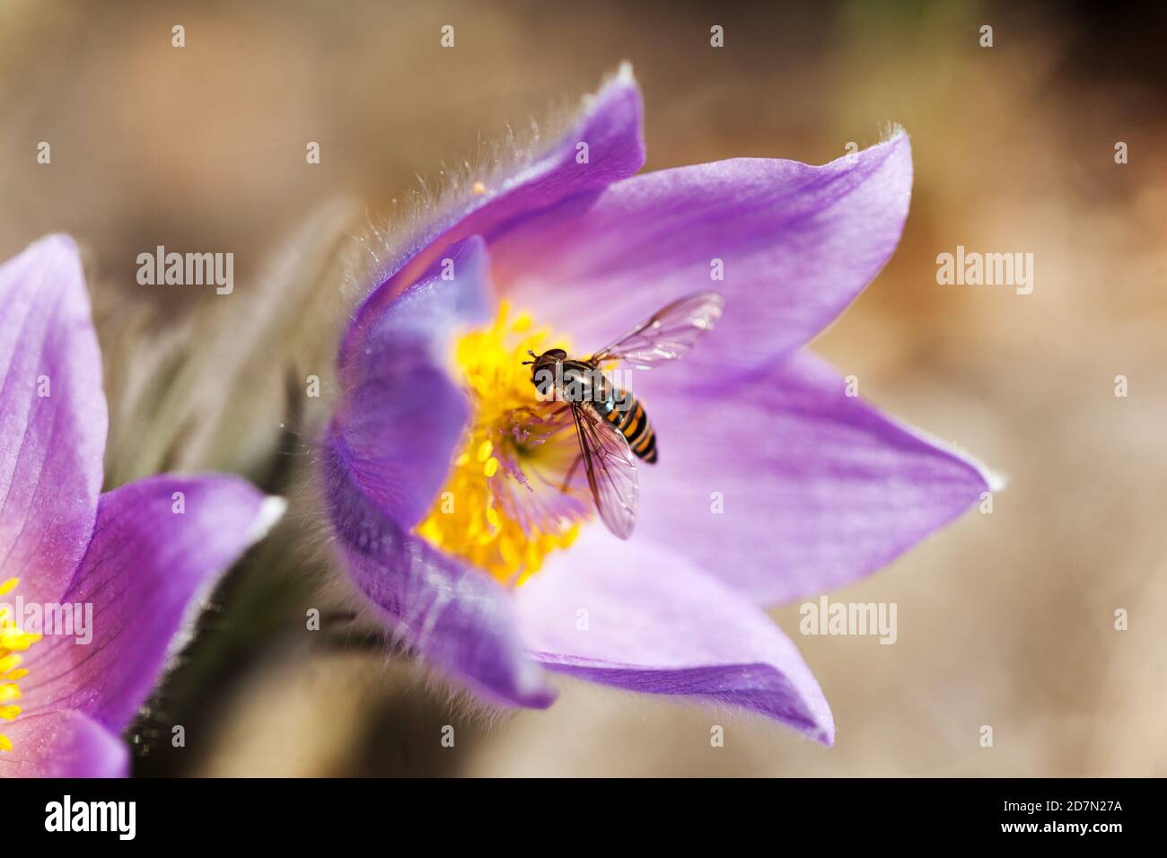 Insect Hoverfly pollinating a flower Pulsatilla vulgaris Stock Photo ...