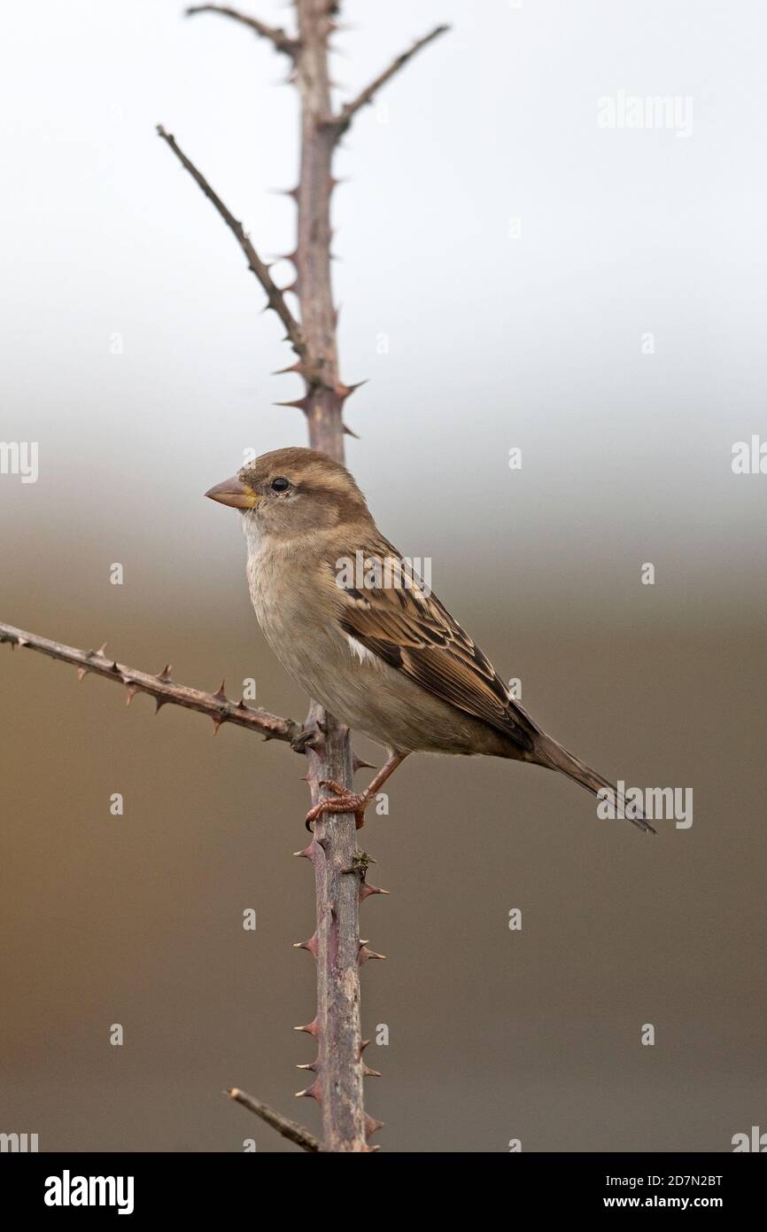 Passer bird hi-res stock photography and images - Alamy