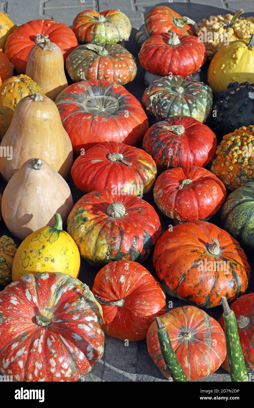 Colorful ornamental pumpkins, gourds and squashes in the street for ...