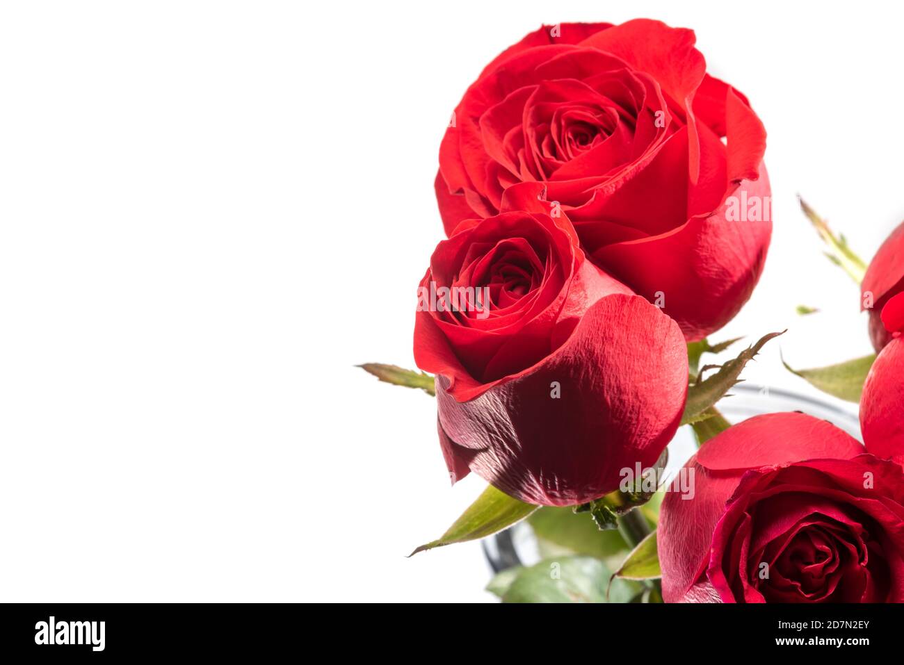 Red rose flowers close-up view isolated on white background Stock Photo ...