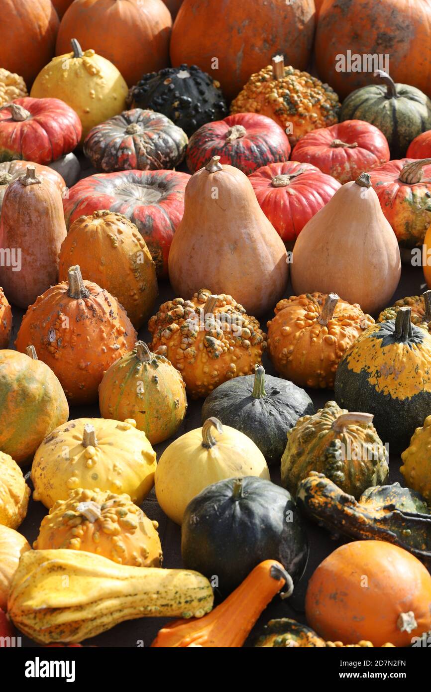 Colorful ornamental pumpkins, gourds and squashes in the street for ...