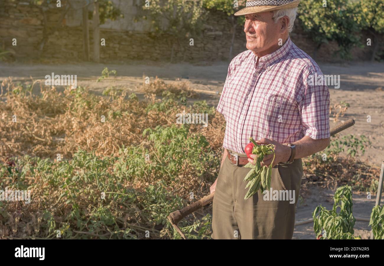 Older man in a hat harvesting the pepper crop in his village garden ...