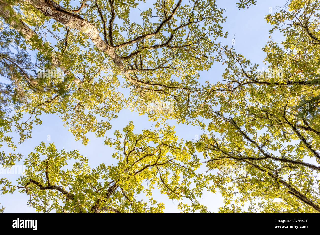 Sun shining through the tops of trees hi-res stock photography and ...