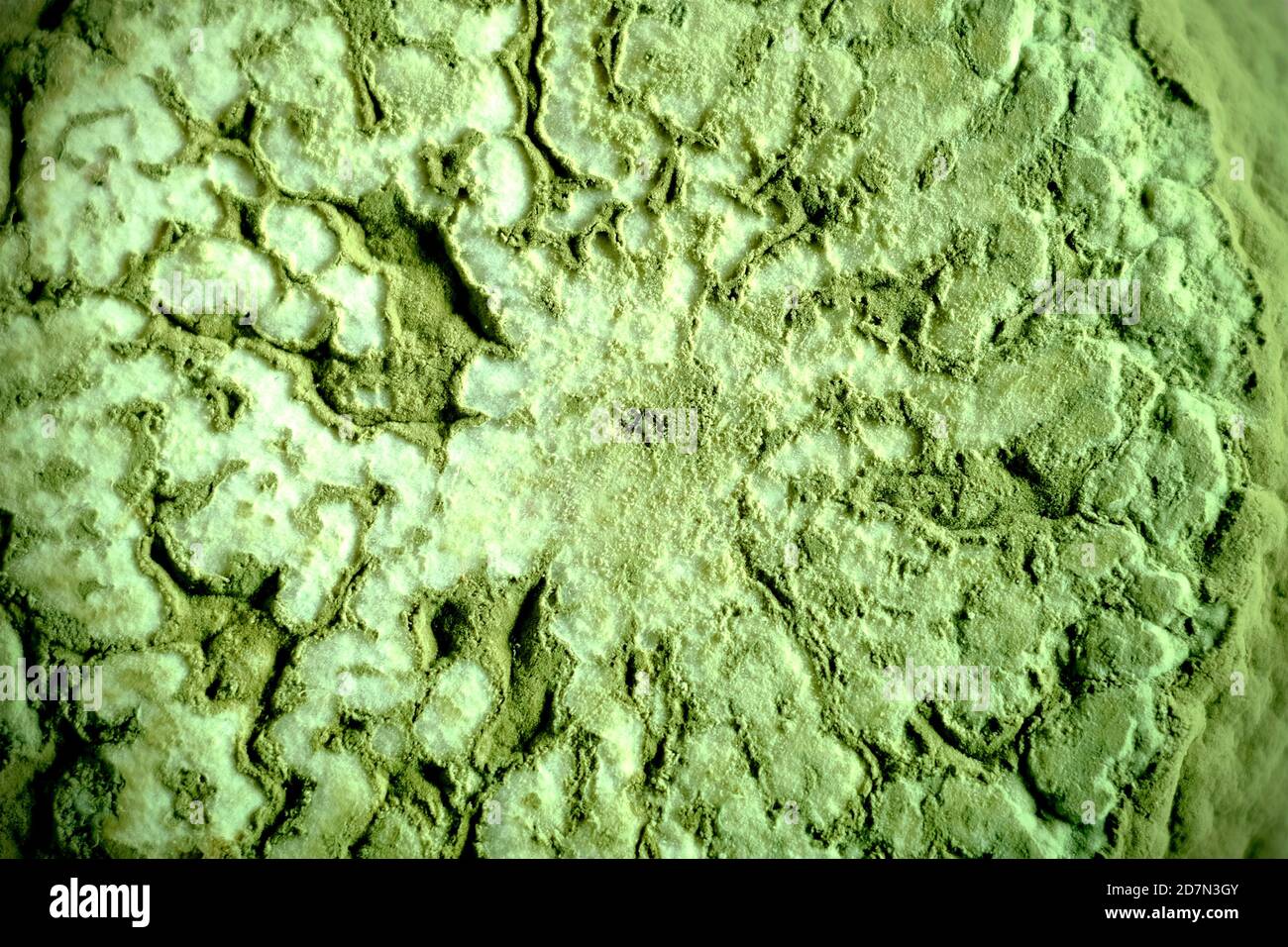 Green mold background. Rot texture Stock Photo - Alamy