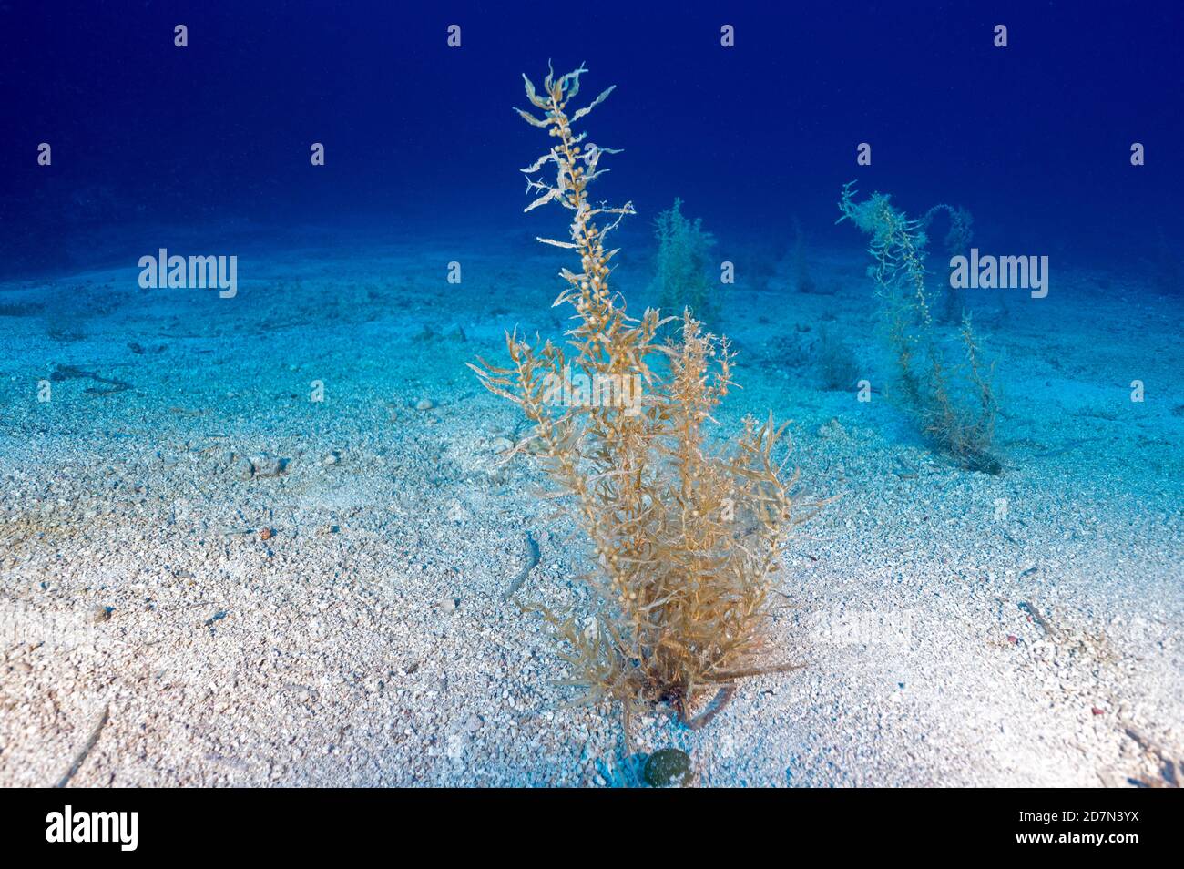 Sargassum sea weed, Sargassum vulgare, at 35 meters depth, Mersincik ...