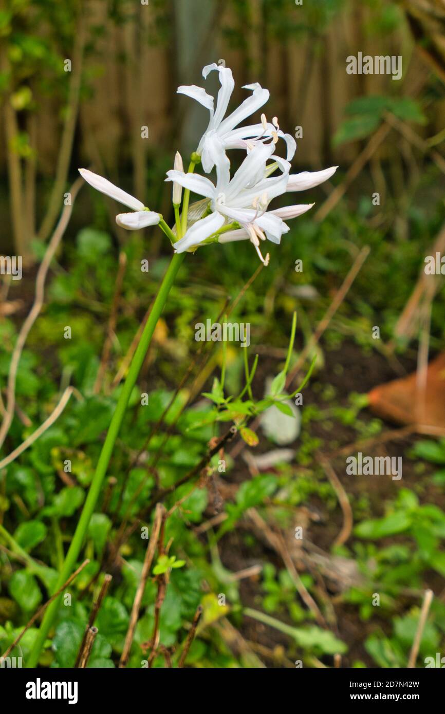 Nerines hi-res stock photography and images - Alamy