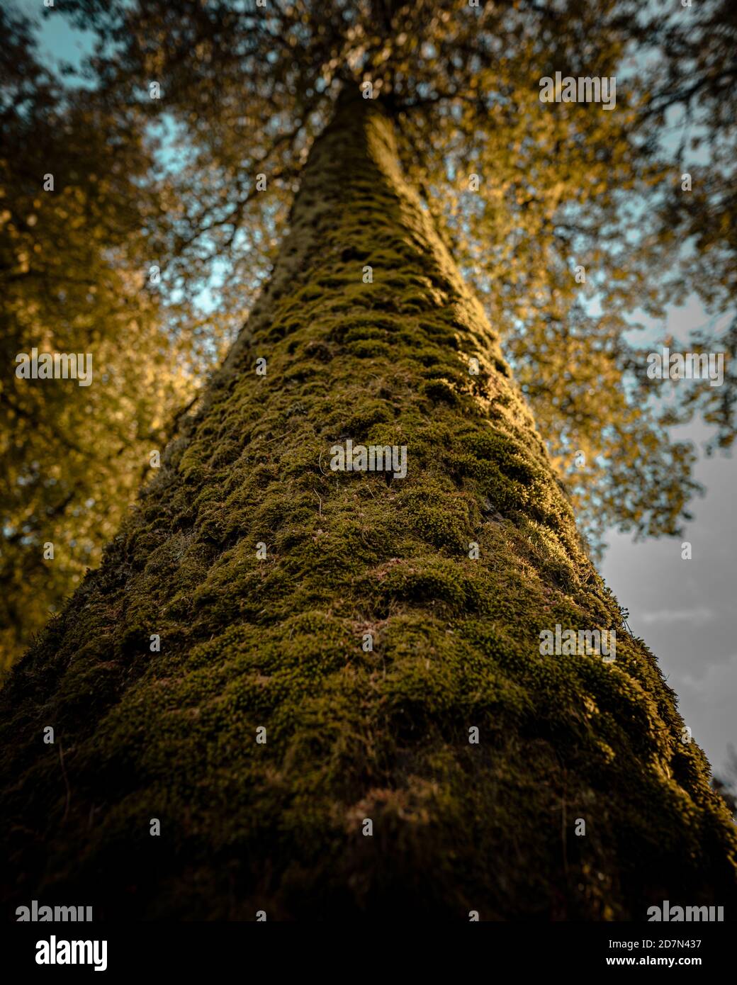 The trunk of an old tree covered with moss.Autumn nature.Fall mood ...