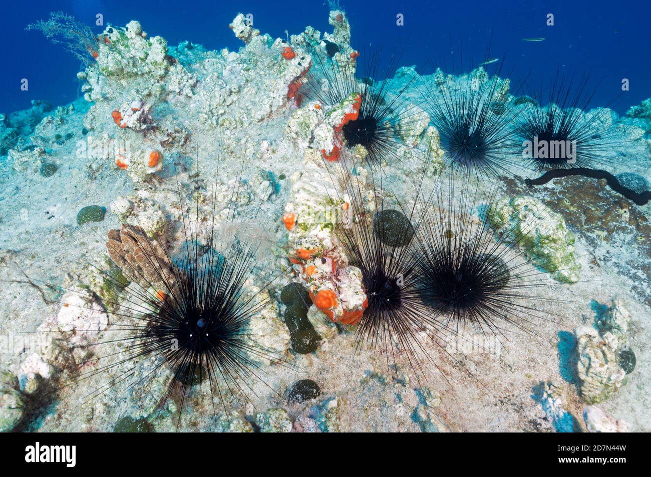 Invasive sea urchin, Diadema setasum, at 15 meters depth, Gökova Bay ...