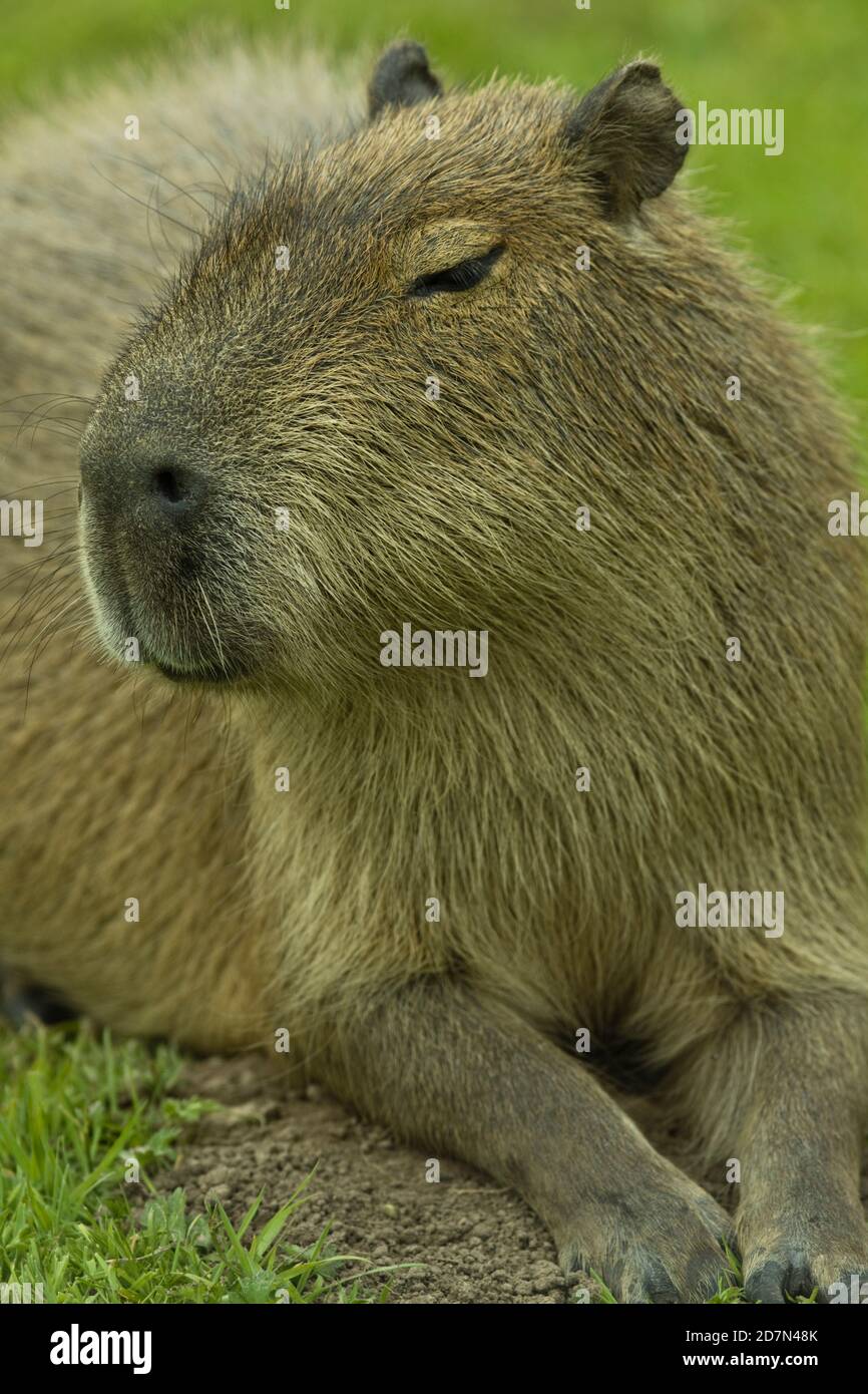 Captive Capybara (Hydrochoerus capybara) Portrait. Howlets Wild Animal ...