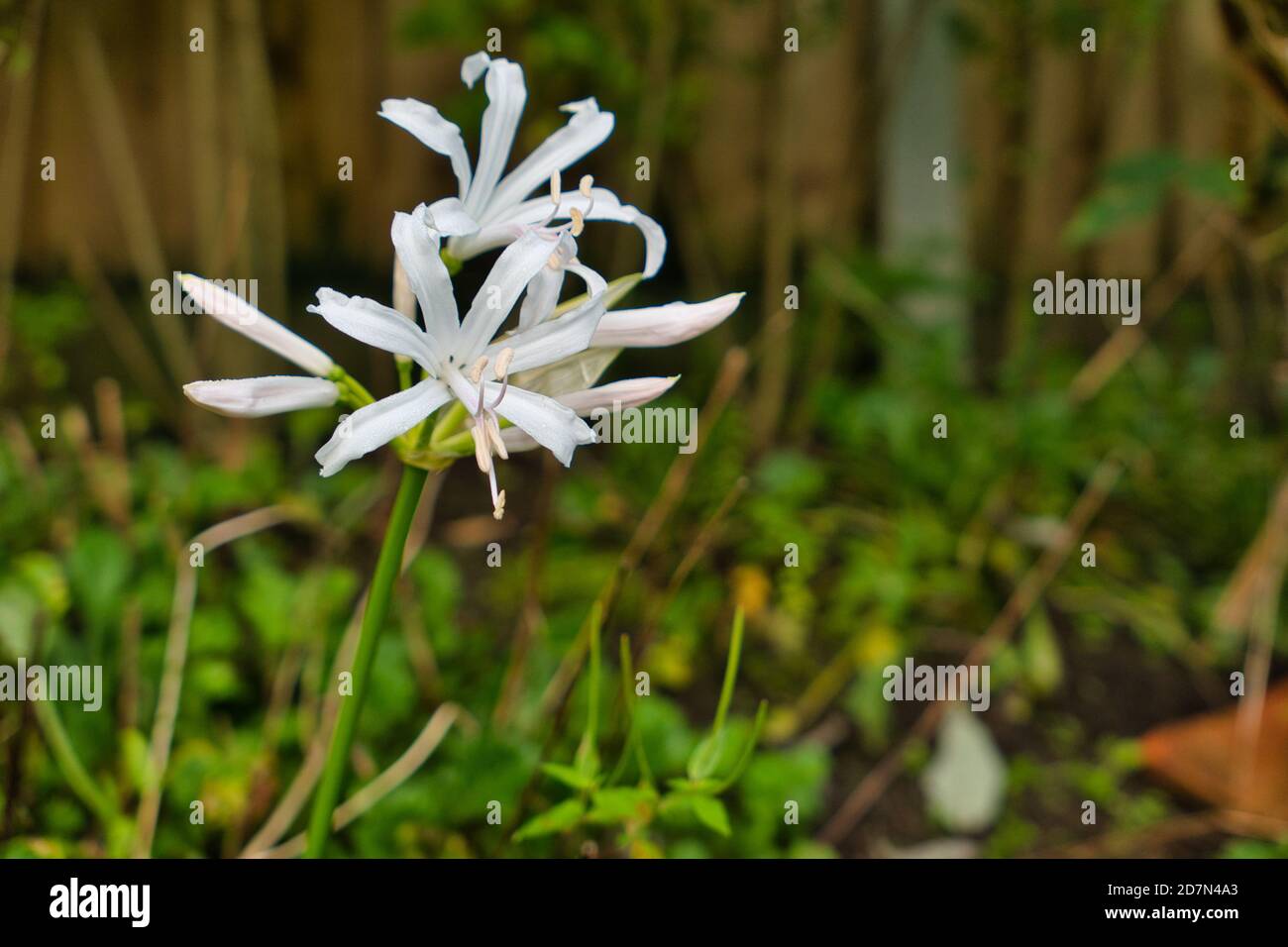 White nerine flower Stock Photo - Alamy