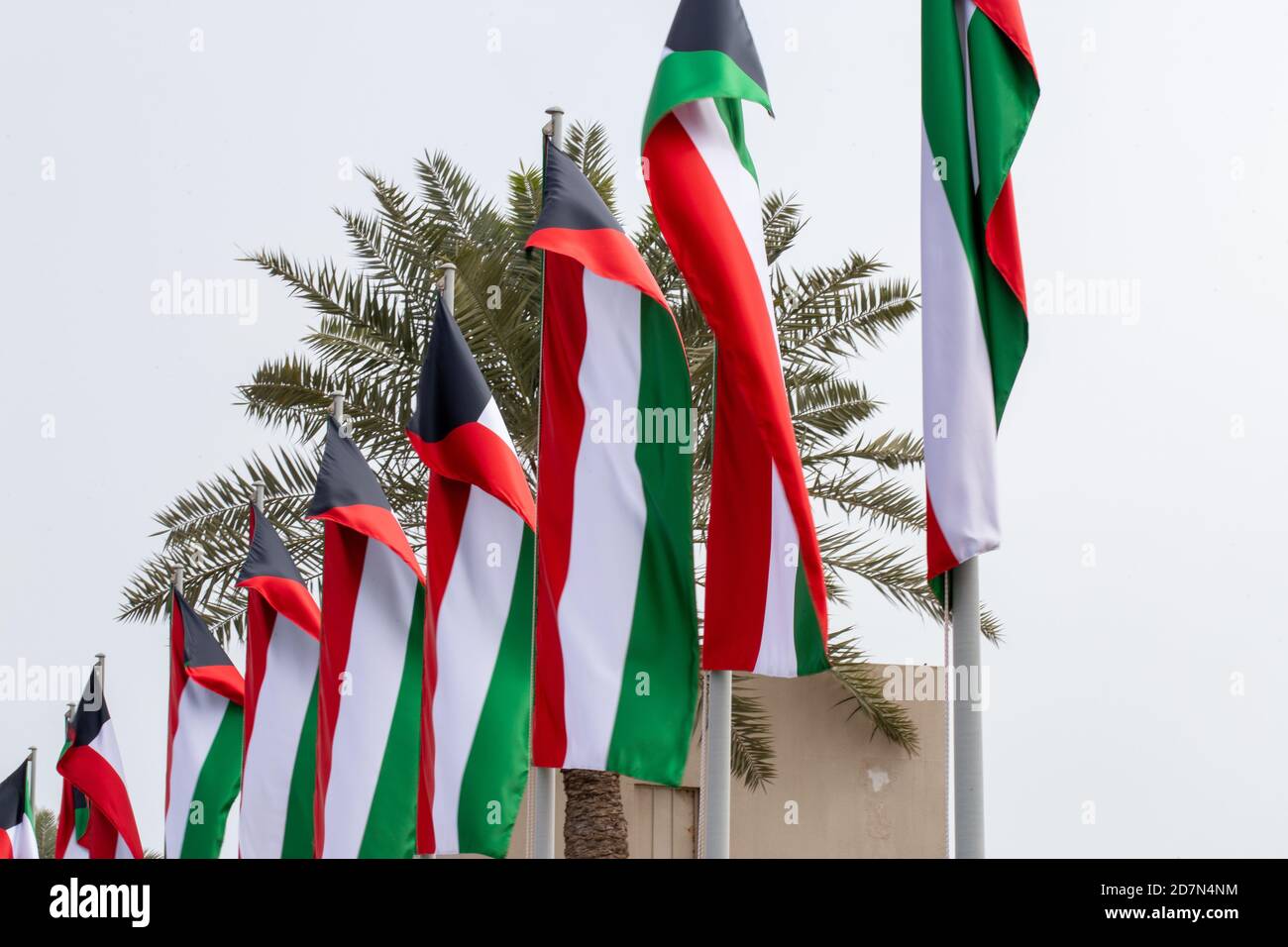 Multiple Kuwait national flags flying during natinal day Stock Photo ...