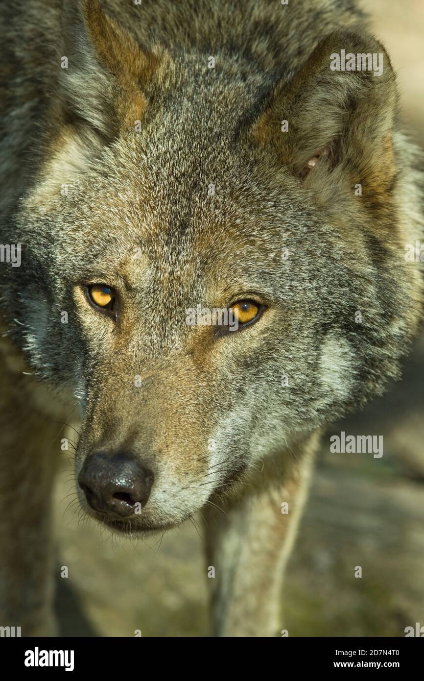 Captive European Wolf (Canis lupus) Wildwood Kent. 21.04.2010 Stock ...