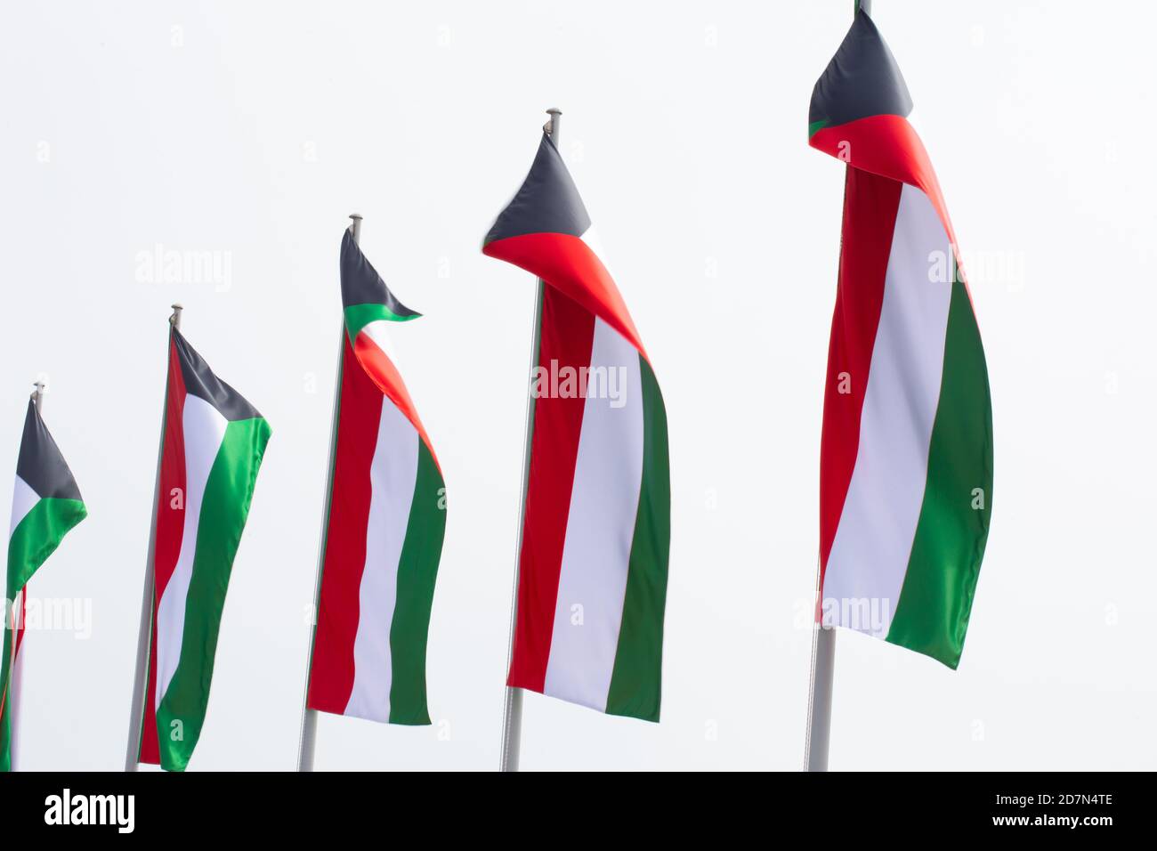 Multiple Kuwait national flags flying during natinal day Stock Photo ...