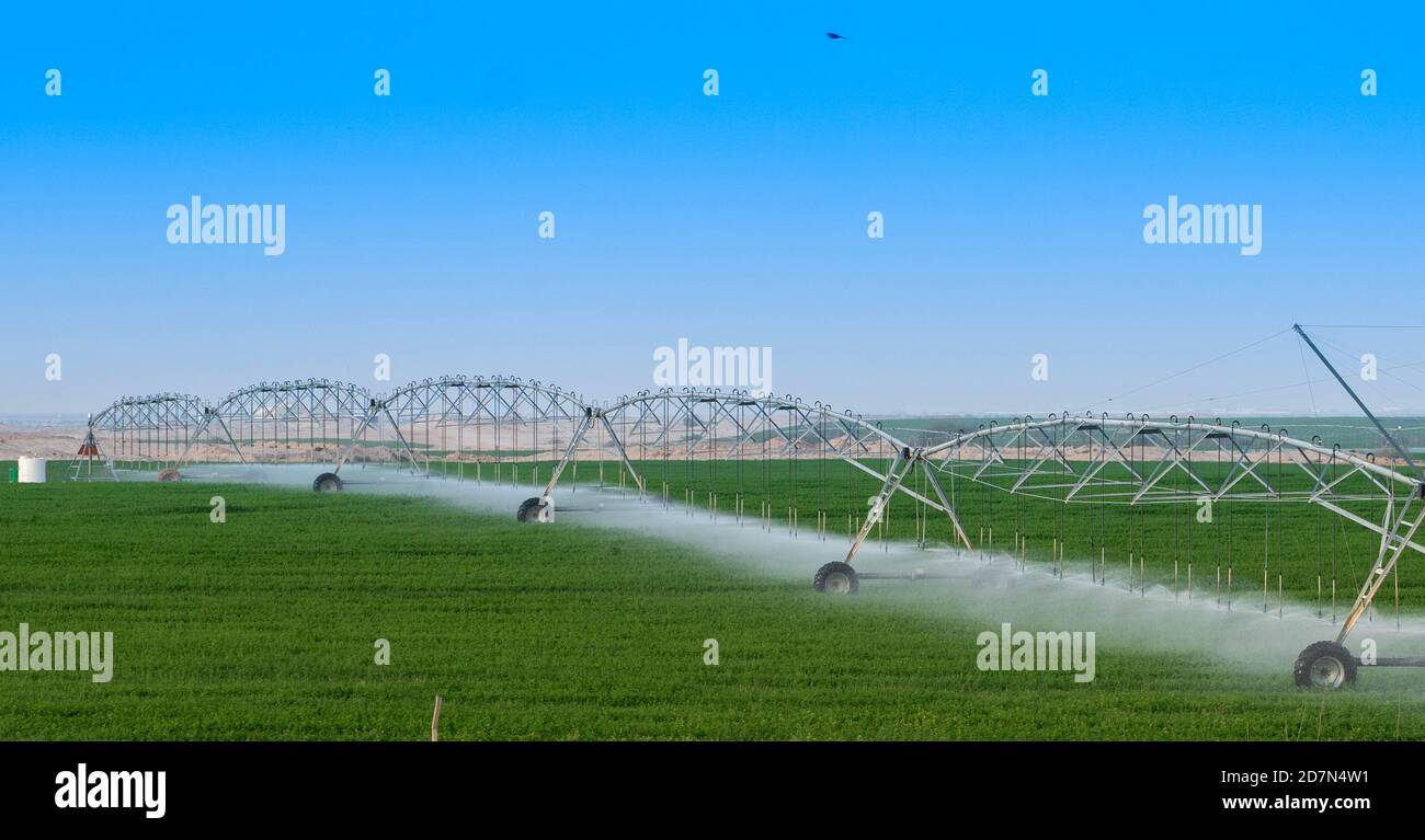 Tomato field irrigated by a pivot sprinkler system in Qatar farms Stock ...