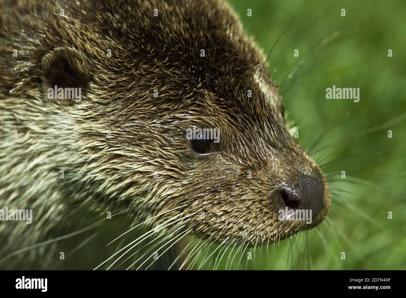 British wildlife centre surrey uk hi-res stock photography and images ...