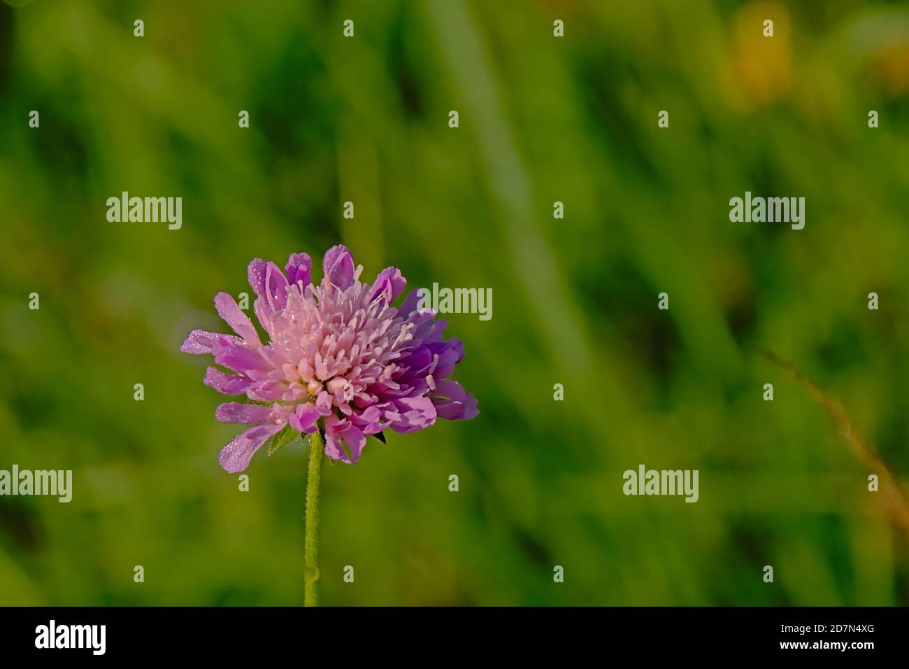 Scabies flower hi-res stock photography and images - Alamy