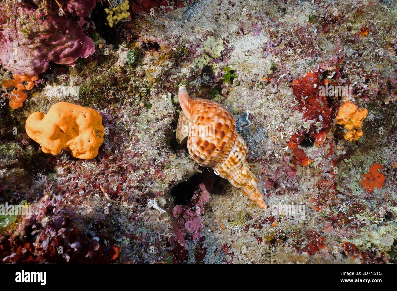 Triton shell, Charonia variegata, Bozburun Turkey Stock Photo - Alamy