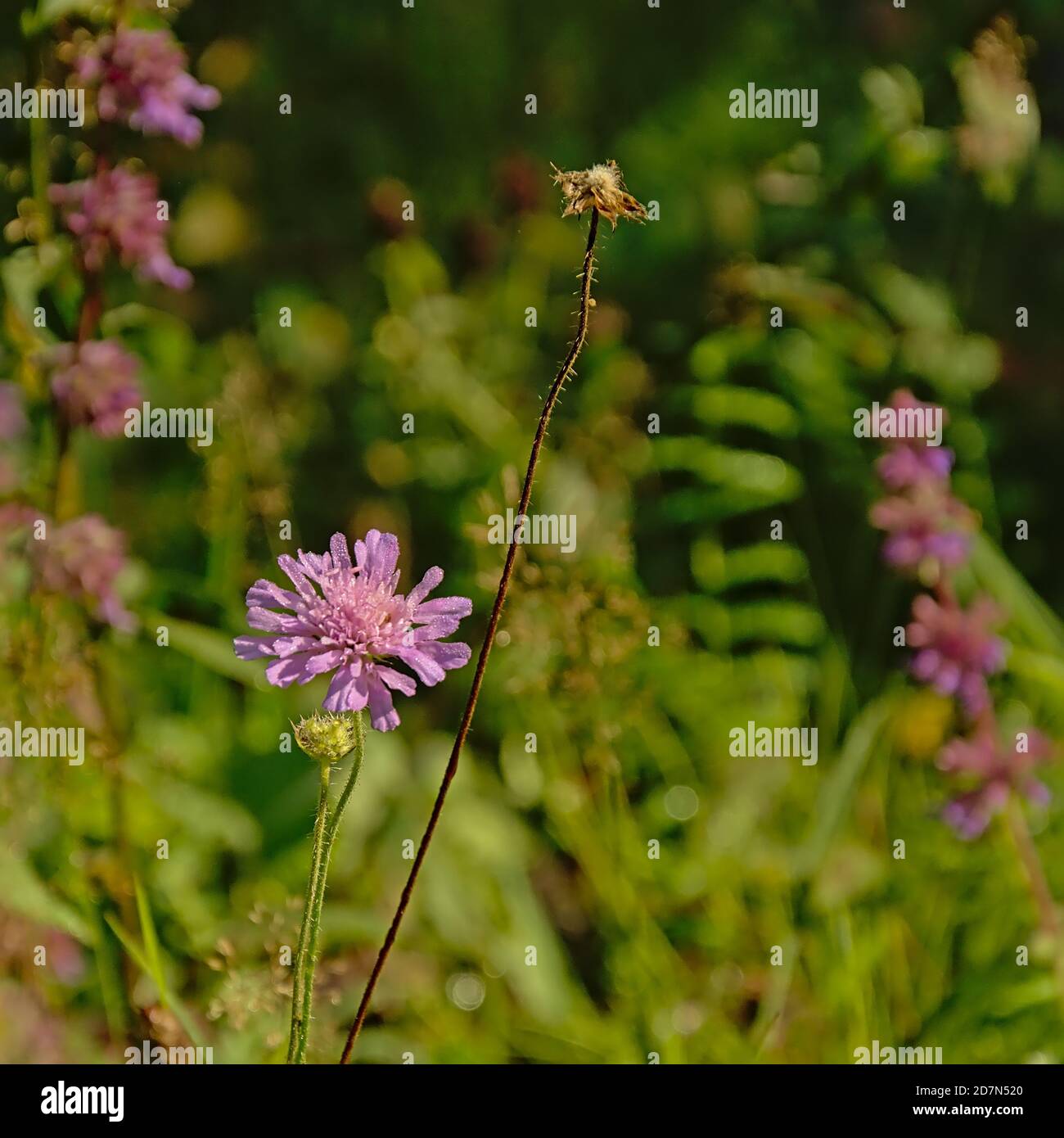 Scabies flower hi-res stock photography and images - Alamy