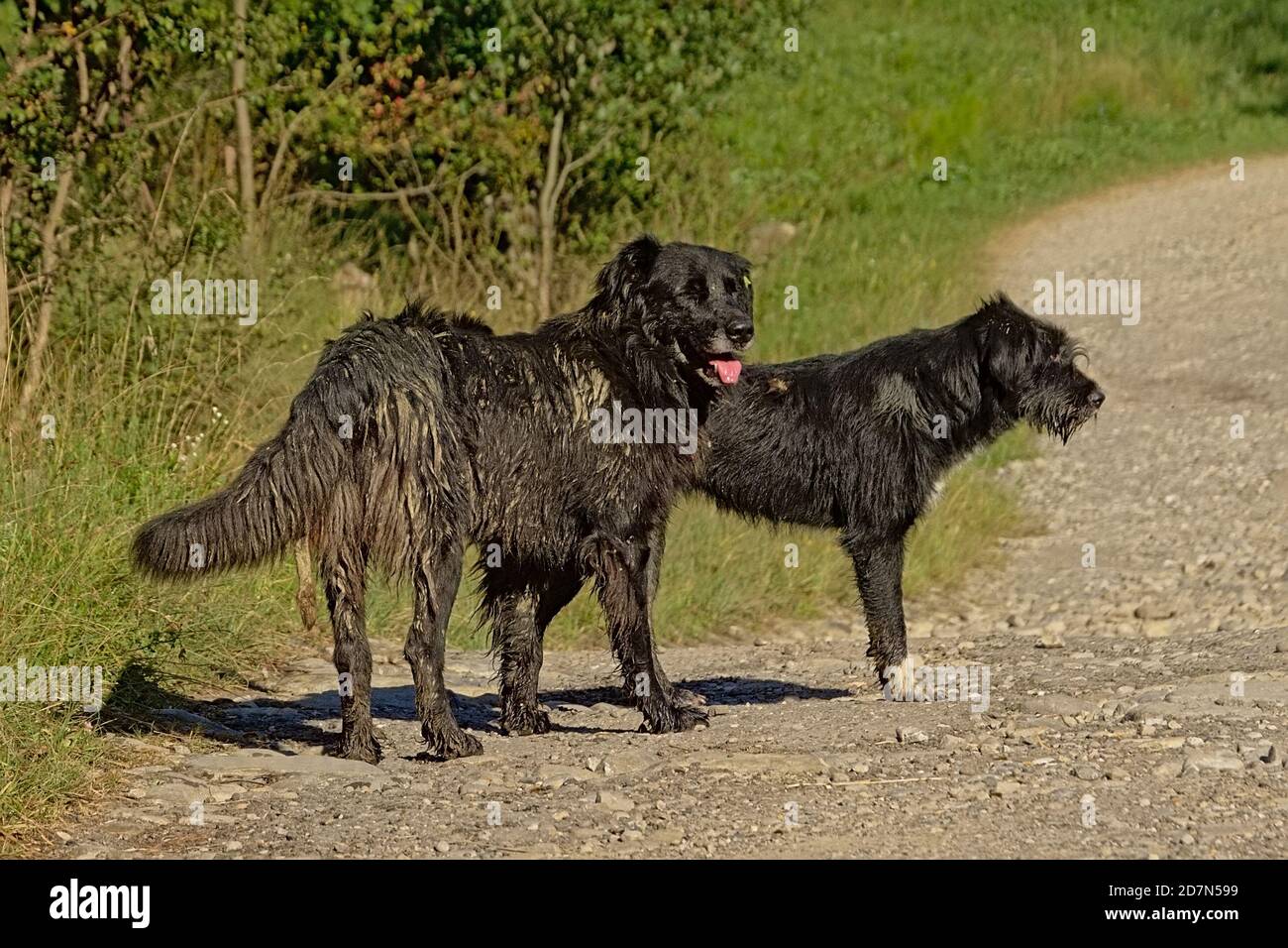 Feral Dog High Resolution Stock Photography and Images - Alamy