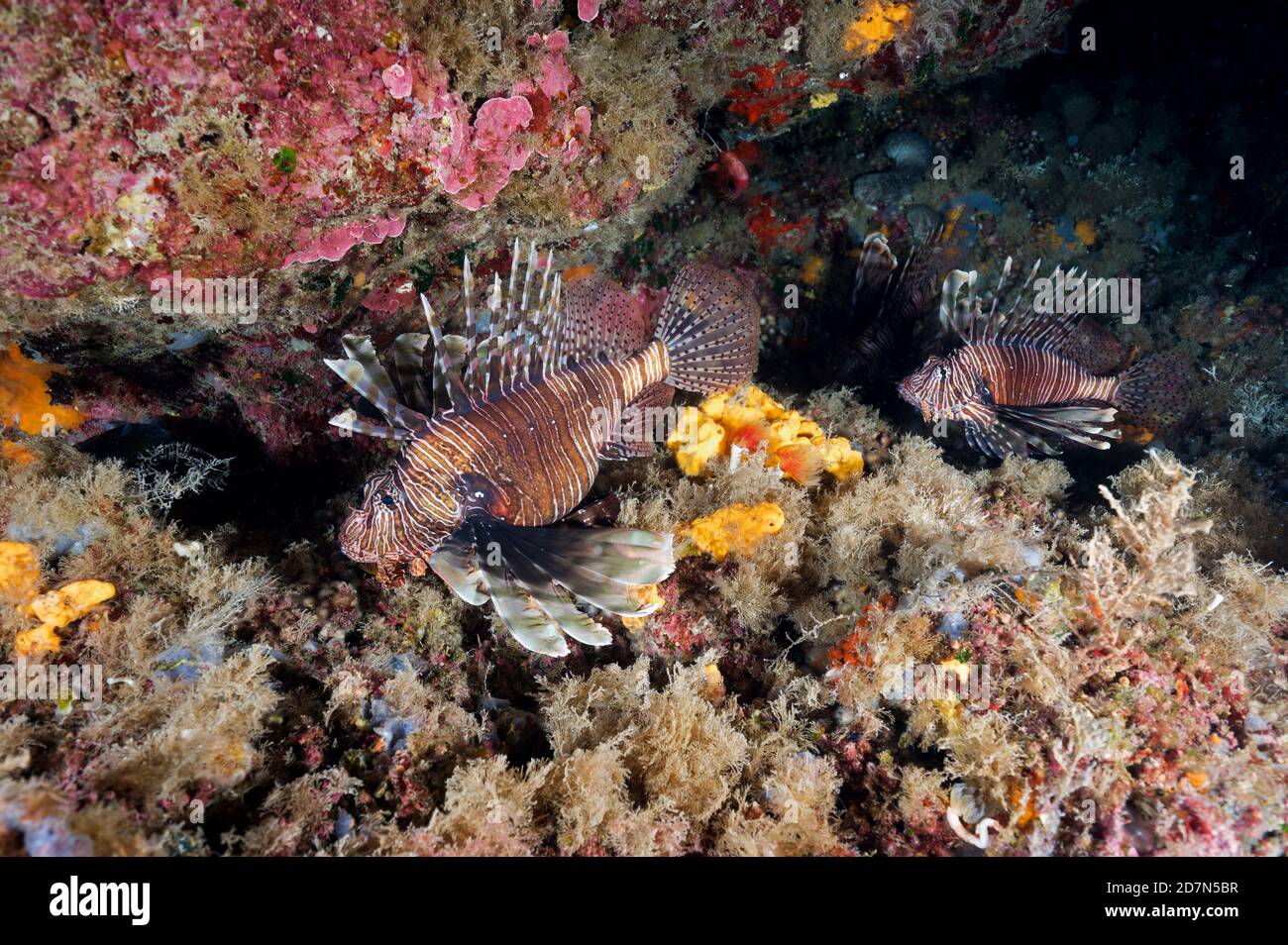 Invasive lionfish, Pterois volitans, Sarıgerme Turkey Stock Photo - Alamy
