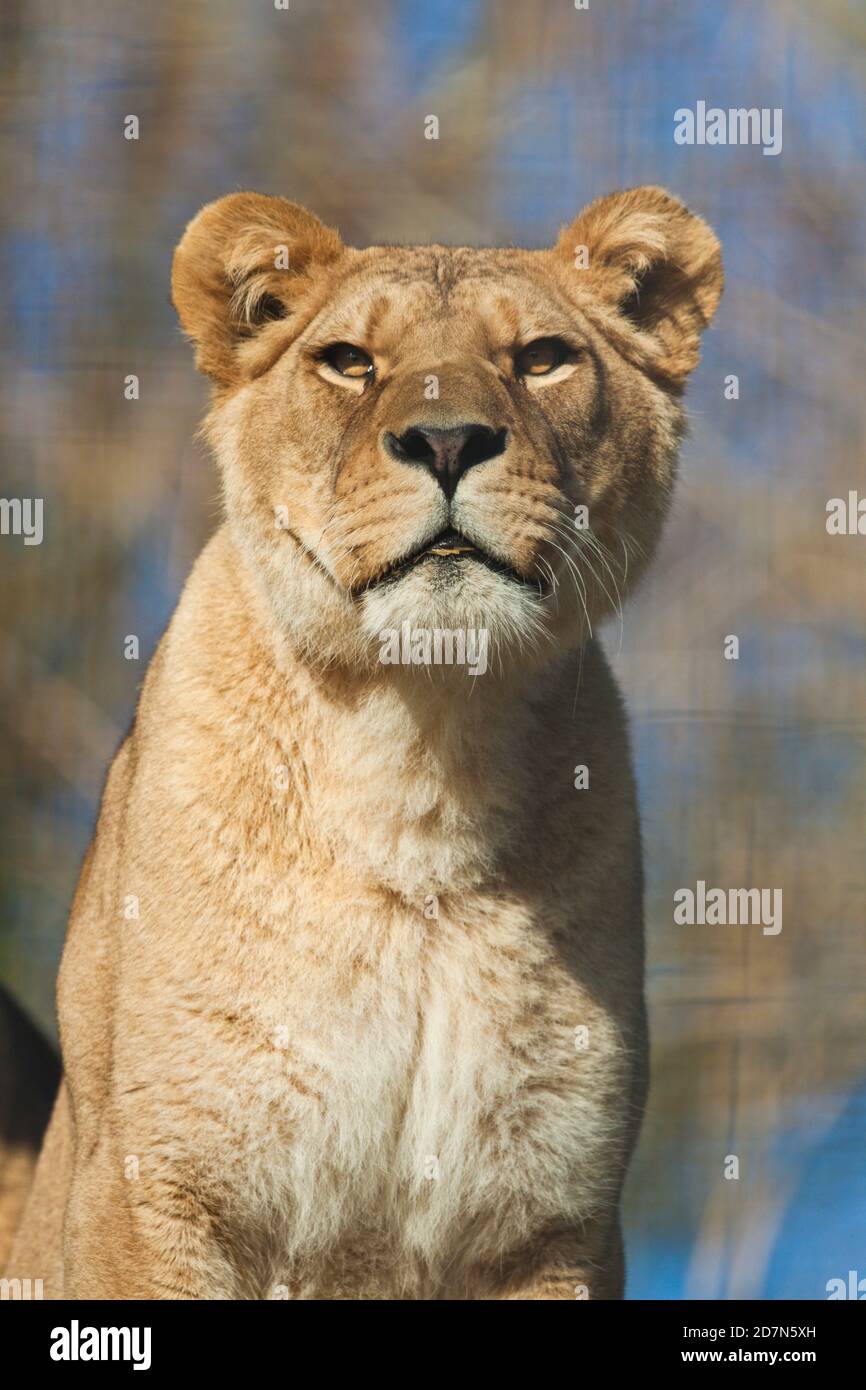 Captive Atlas Lion (Panthera leo) Portrait. Port Lympne Wildlife Park ...