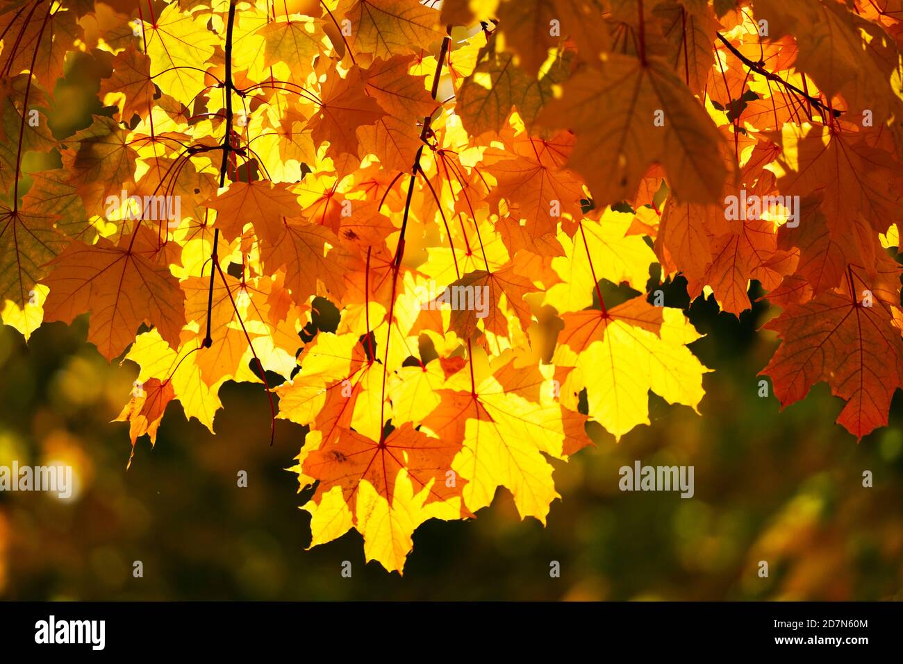 Fall colours trees hi-res stock photography and images - Alamy