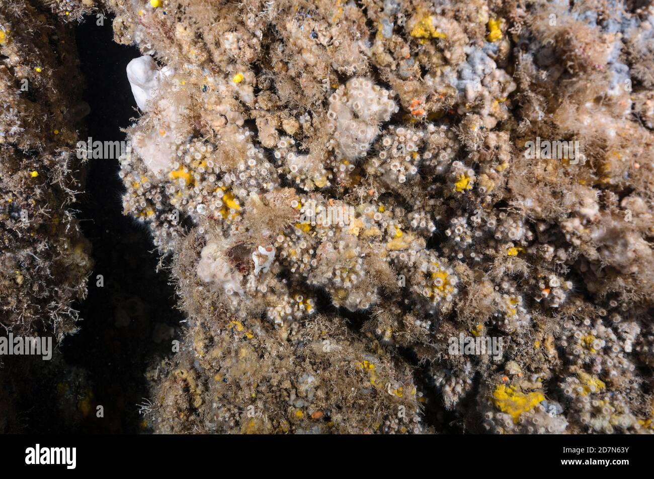 Cup corals, Polycyathus muellerge, Sarıgerme Turkey Stock Photo - Alamy