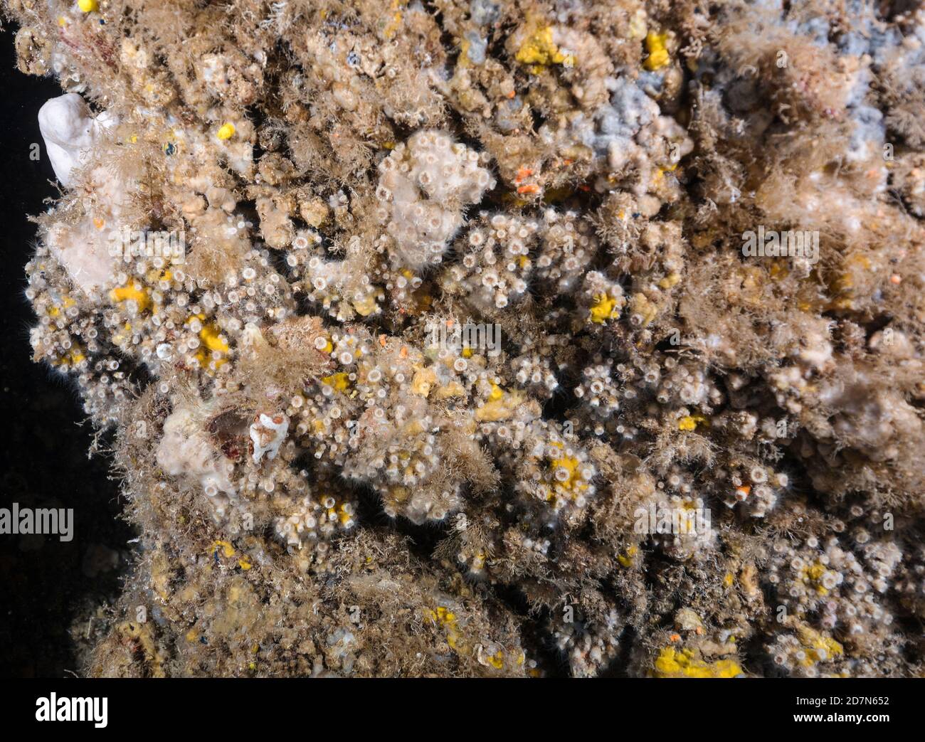 Polycyathus hi-res stock photography and images - Alamy